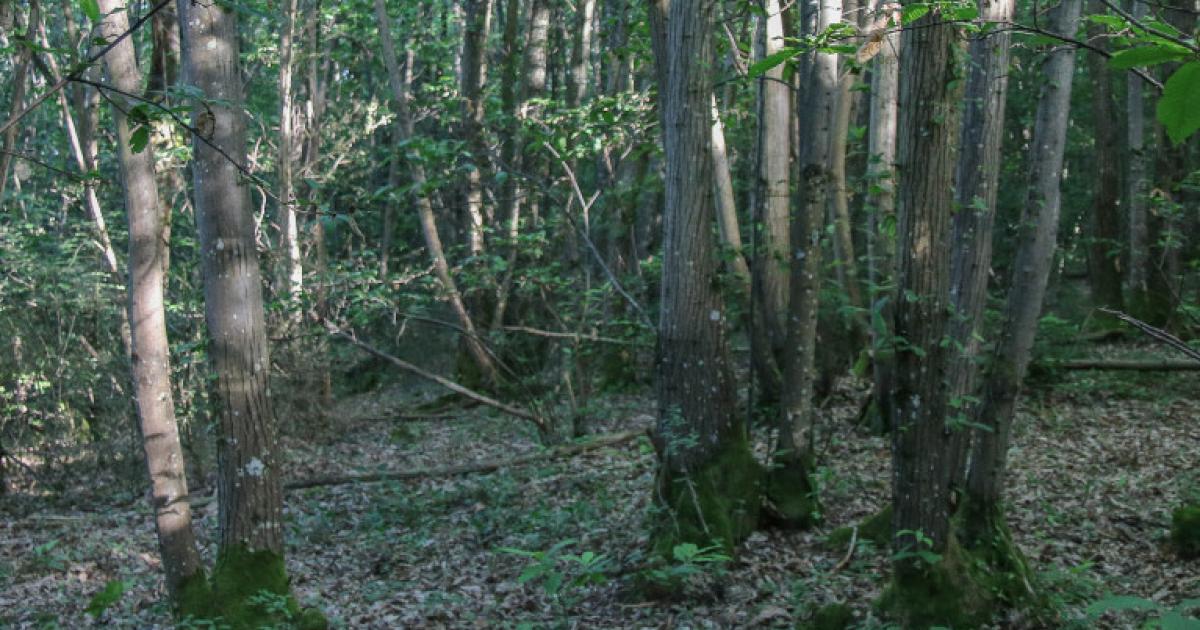 Le dépérissement de nos taillis et leur renouvellement