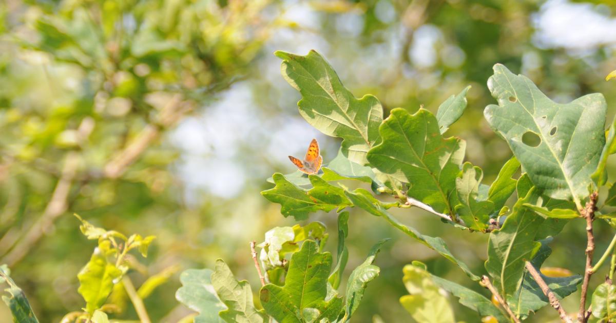 Le Plan Simple de Gestion (PSG)